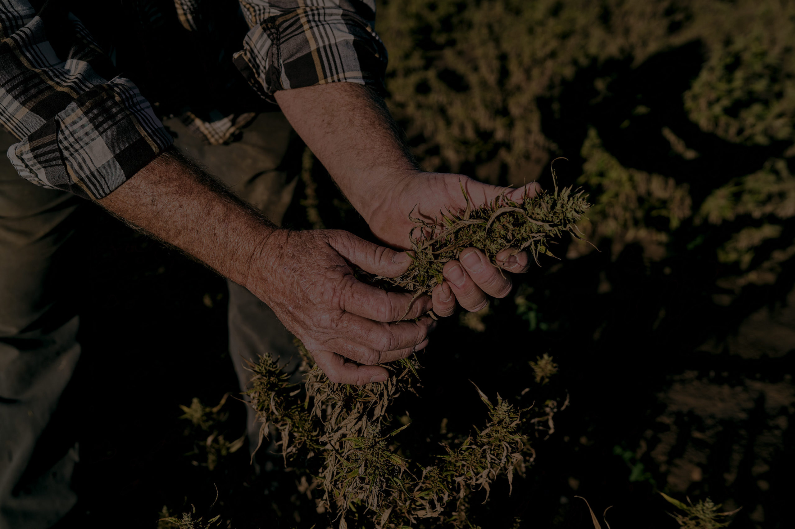 Modern Crop | About Us